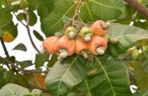 Cuisine : préparation du Atassi ou watché ou Ayimolou - Benin News